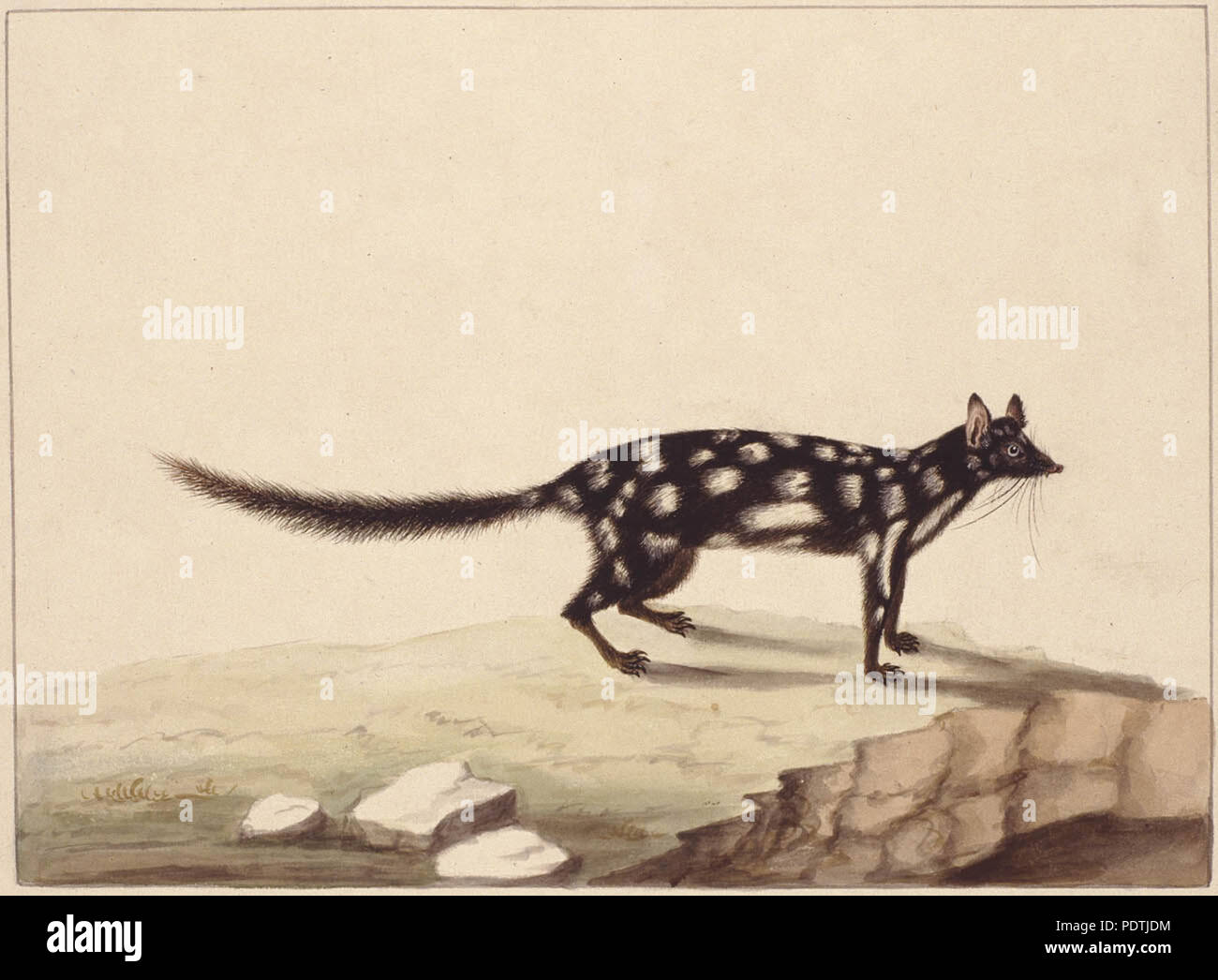 Tafa tafa hi-res stock photography and images - Alamy