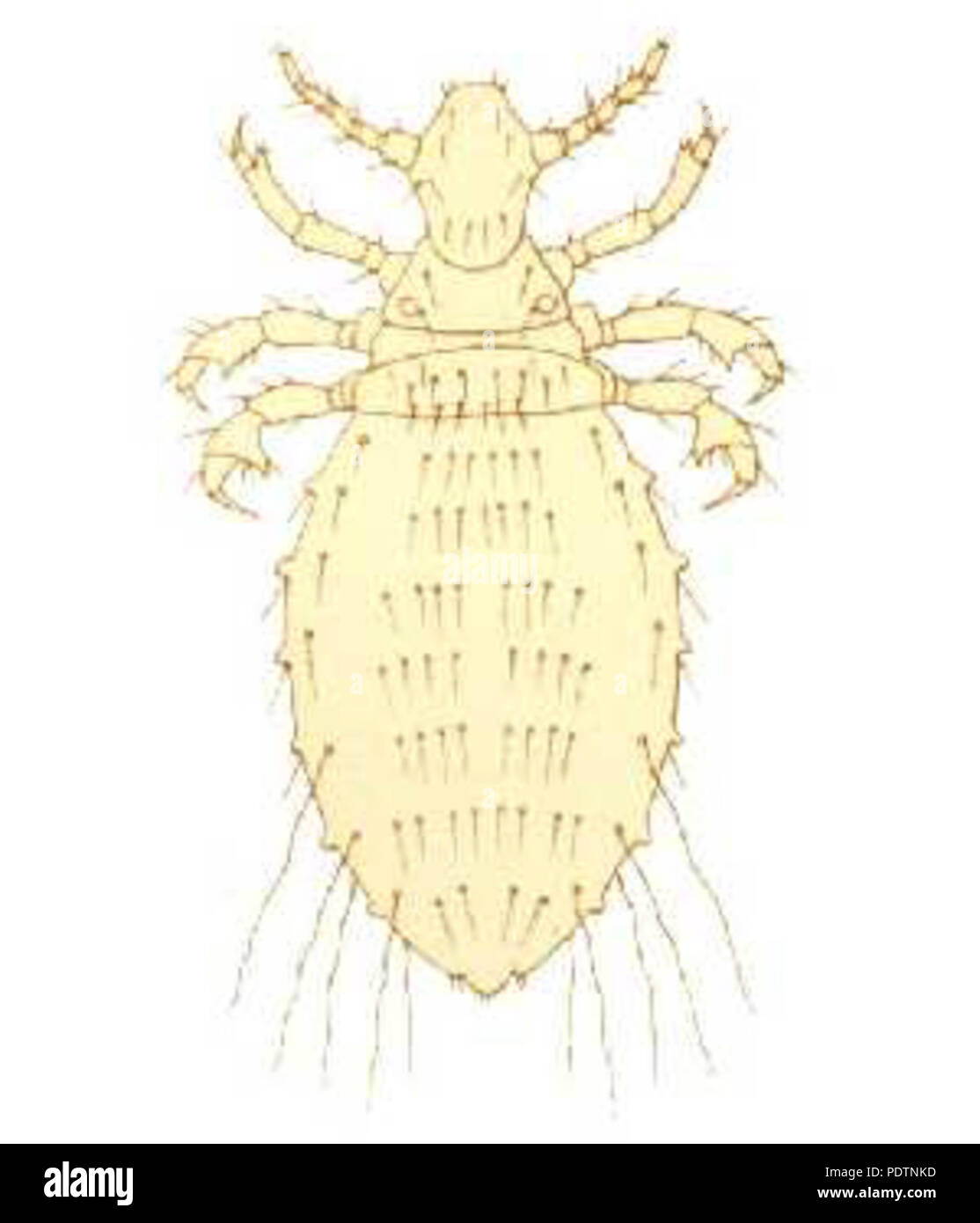 Capillatus hi-res stock photography and images - Alamy