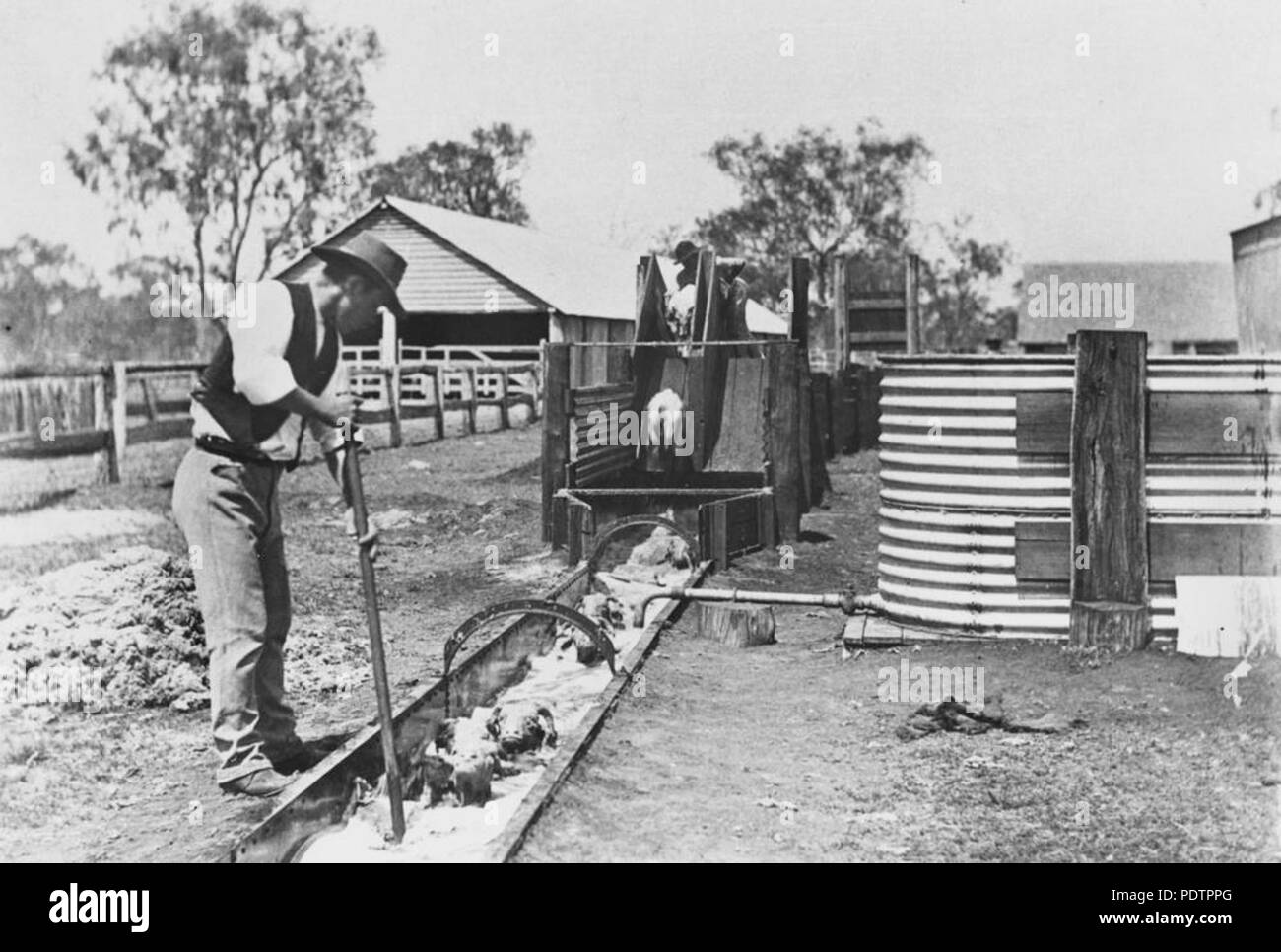 199 StateLibQld 1 102216 Sheep dipping, ca. 1897 Stock Photo - Alamy