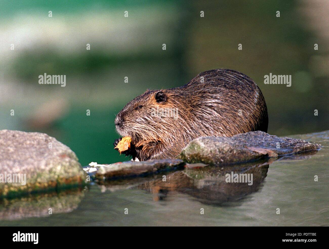A muskrat eating while sitting on a rock surrounded by water at ...