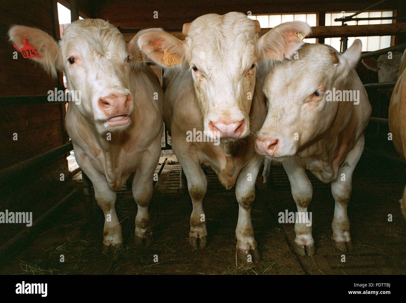 Cattle in a barn in Nidderau-Windecken, Germany, on 7. July 1994 ...