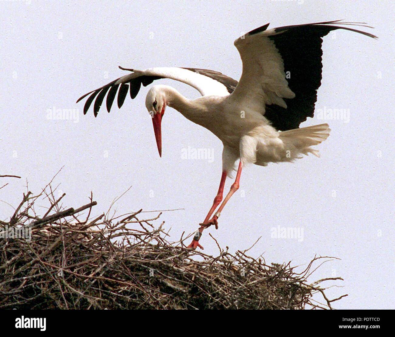 A white stork landing in its nest after searching for food, in ...