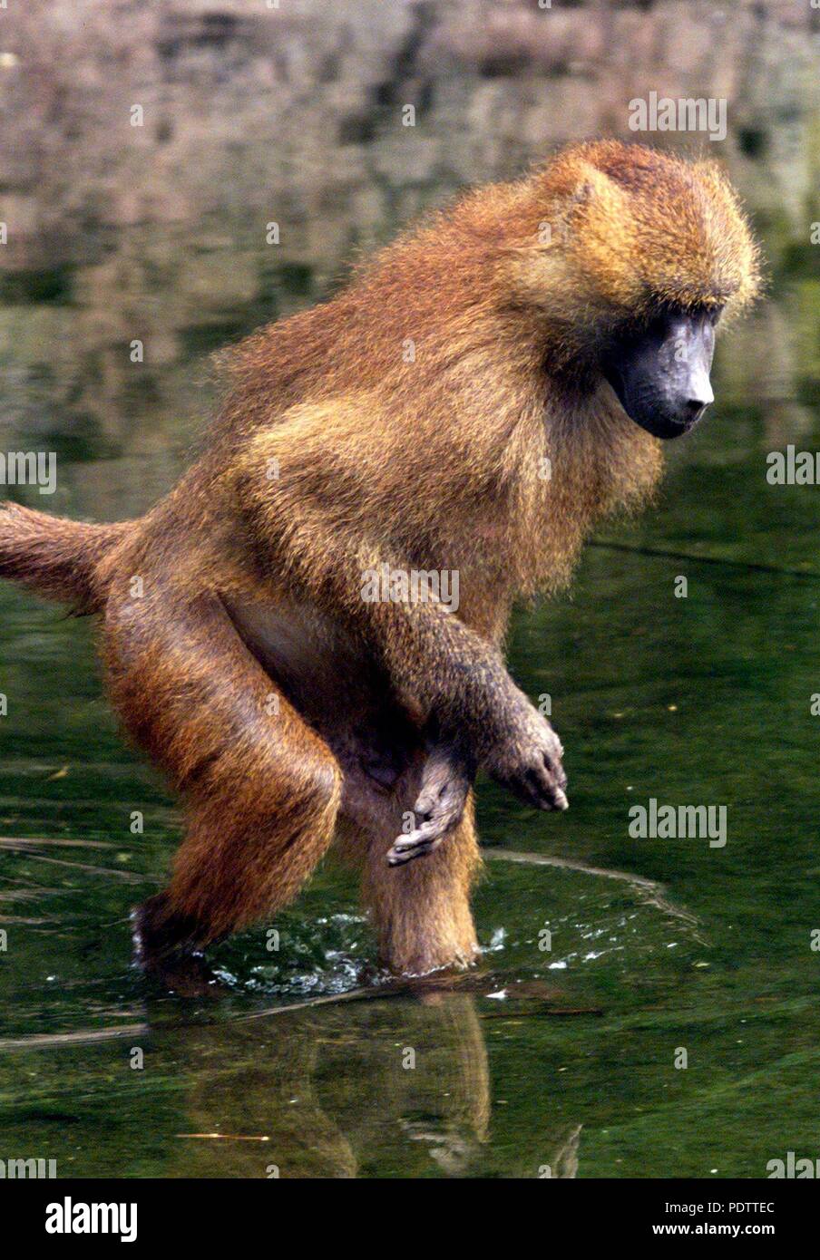A Guinea baboon takes a cooling footbath in temperatures of around 30 ...