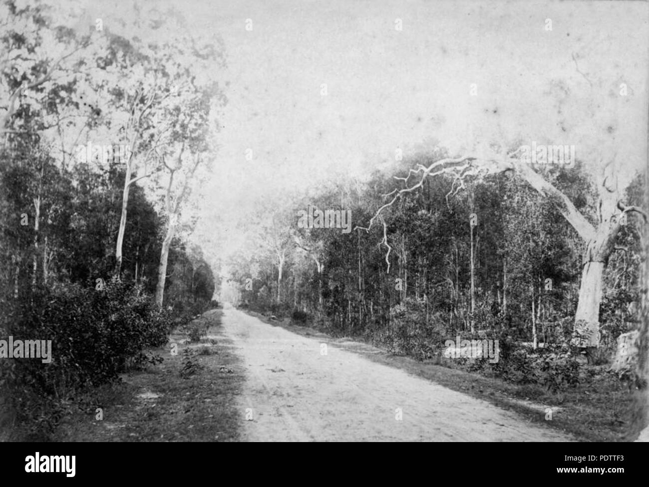 206 StateLibQld 1 111432 Main Road in Alberton, Queensland, ca. 1890 ...