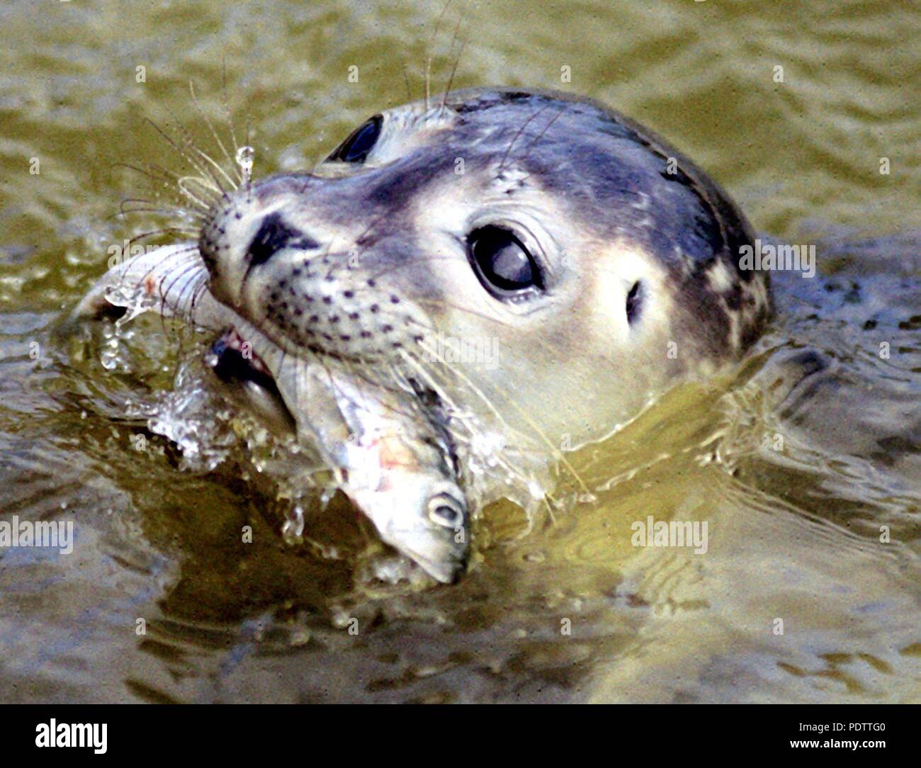 Baby Seals Swimming