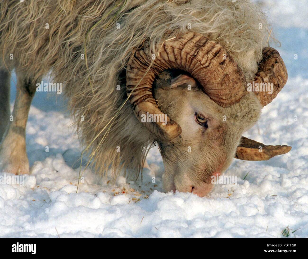 A white polled heath ram looks for food in the snow, on 13 January 1999 ...