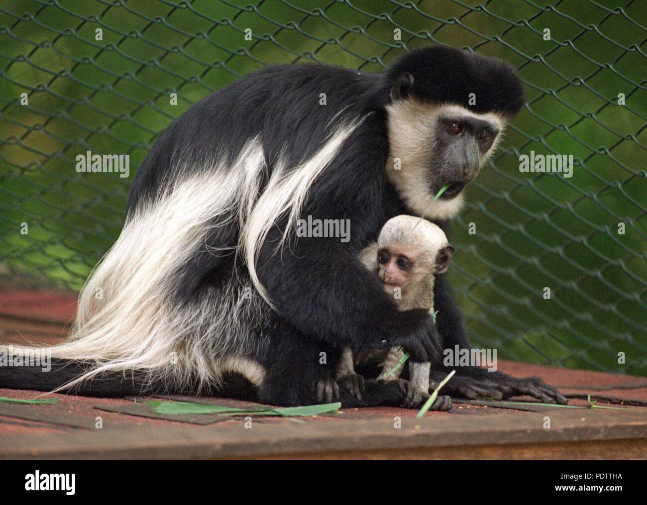 "Isabella" the mother black-and-white colobus monkey with her baby ...
