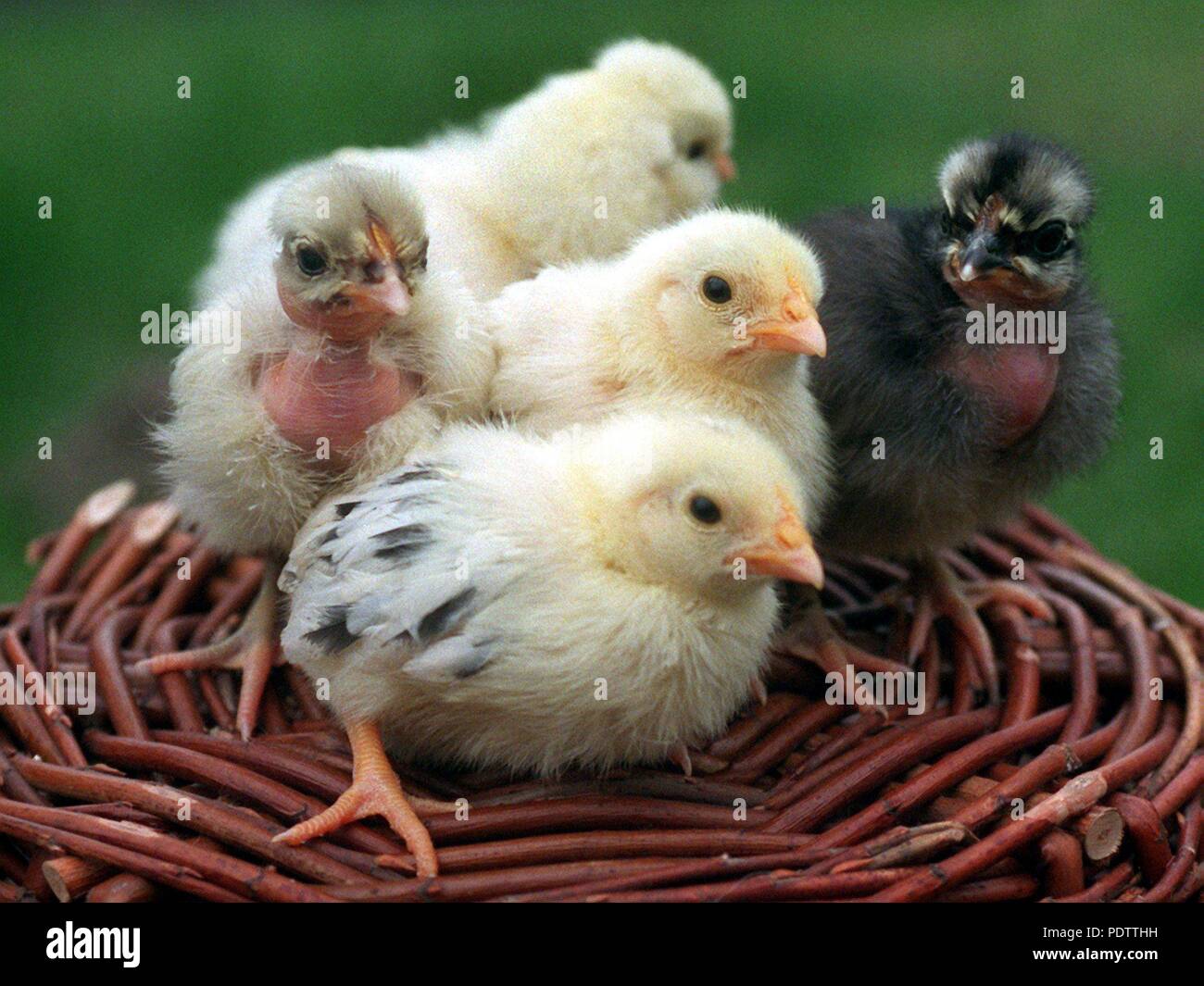 The first Easter chicks on the lid of a basket at Berlin Zoo, on 27 ...