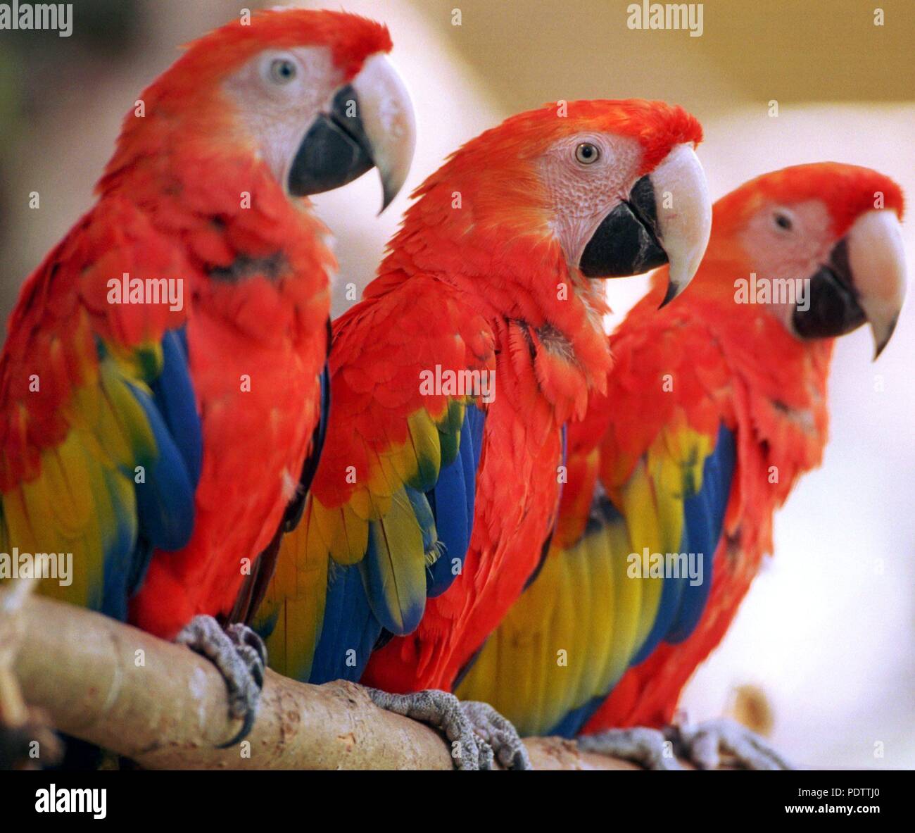 Three scarlet macaws sitting on a perch at the Allwetterzoo in Muenster ...