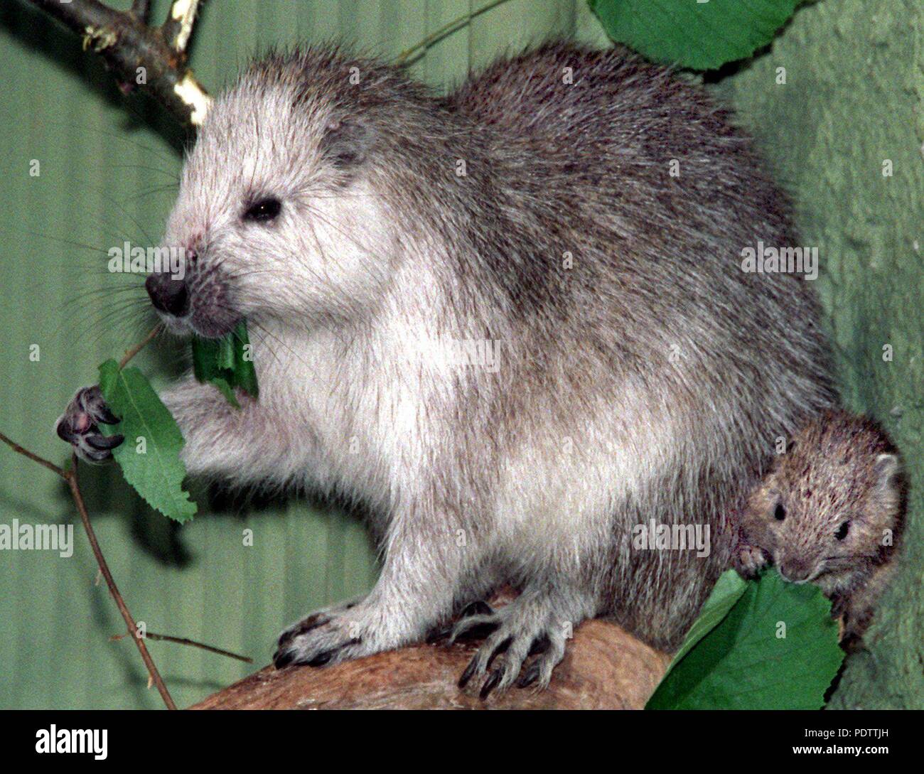 A Desmarest's hutia with its young (bottom, r) eating leaves at ...