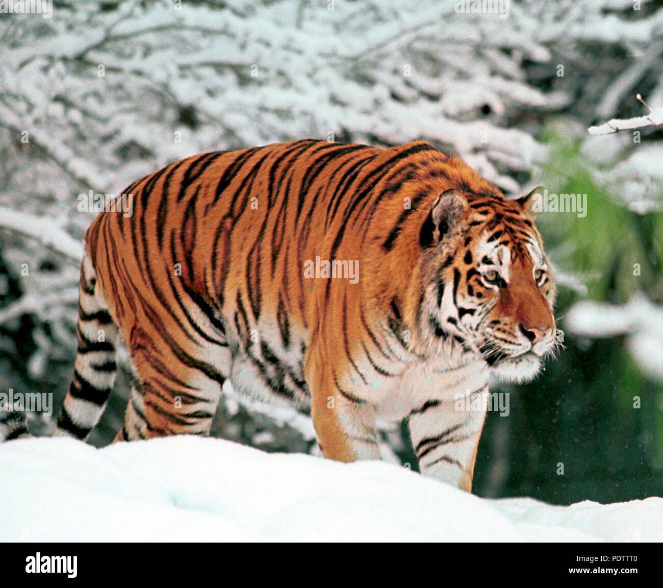 A Siberian tiger (Panthera tigris altaica) walking through fresh snow at Hellabrunn Zoo in ...