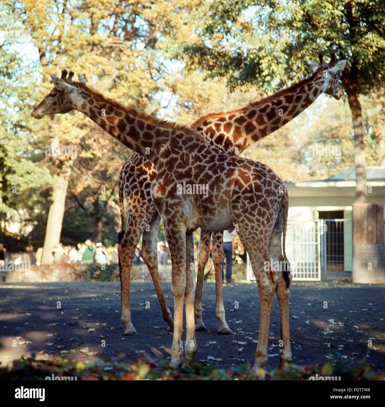 Two giraffes at the zoo in Frankfurt am Main, (undated). | usage ...