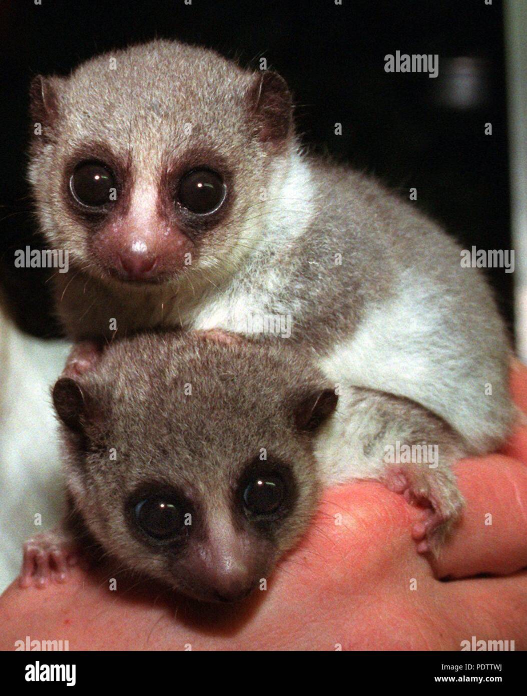 Two little dwarf lemurs, around 5 months old, at Berlin Zoo in Germany ...