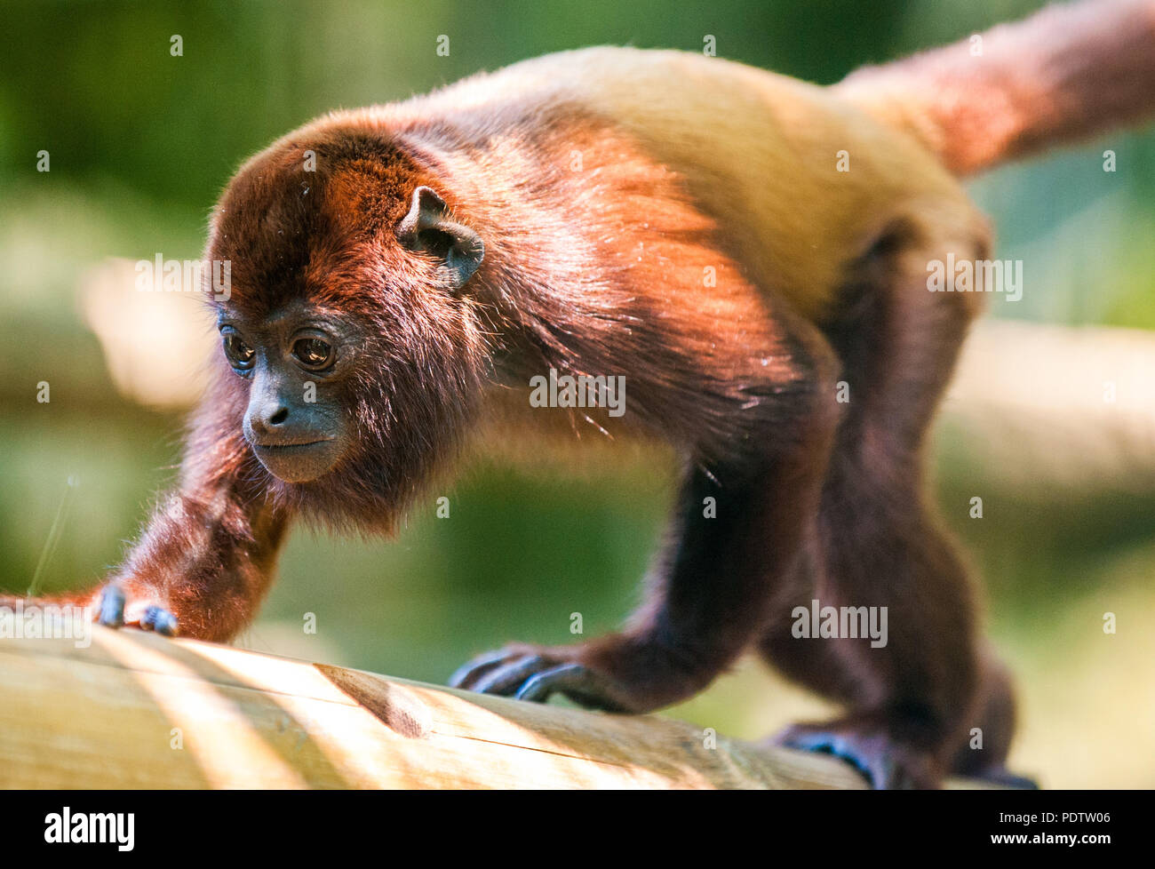 Moena the Venezuelan red howler monkey climbing in the enclosure at ...