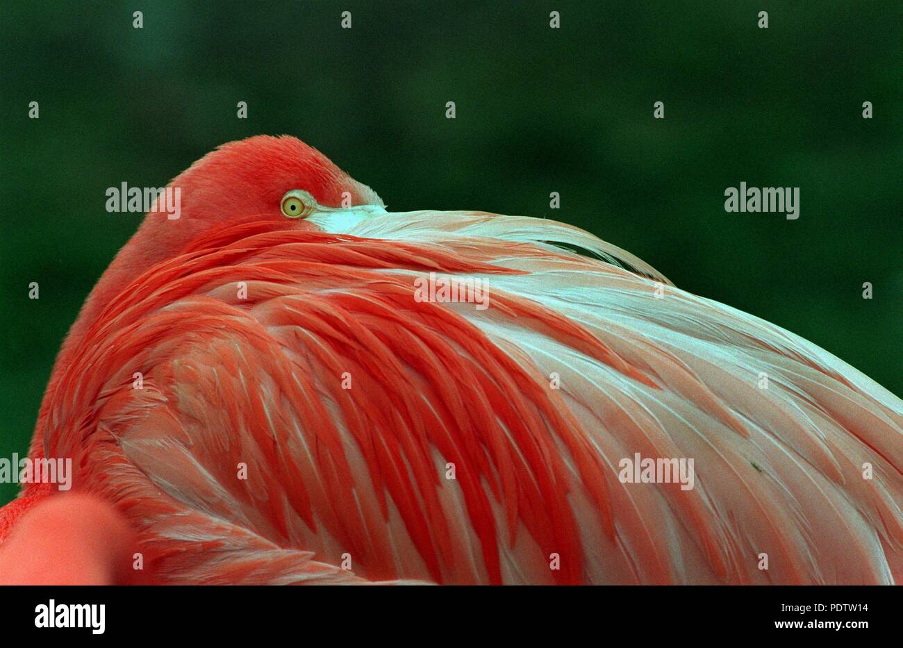 A flamingo at Frankfurt Zoo in Germany. | usage worldwide Stock Photo ...