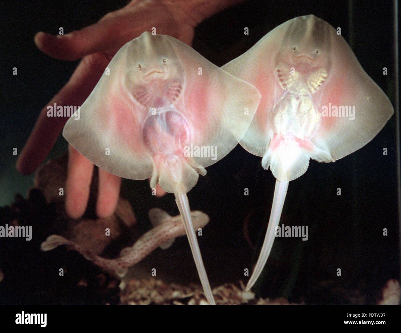 The not-yet palm-sized baby rays at the "Fisch-Kinderzimmer" (lit. fish ...