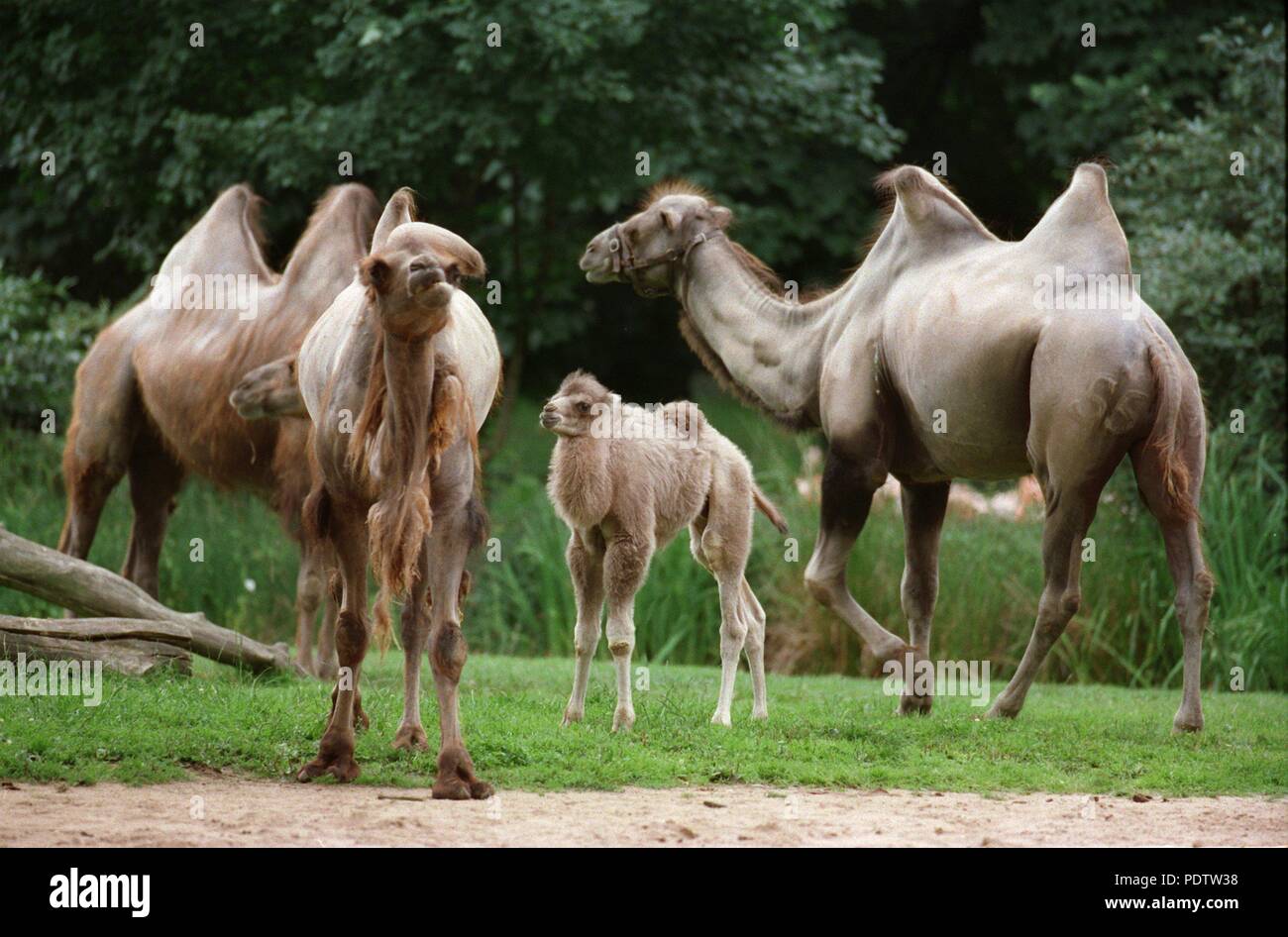 Bactrian camels in an outdoor enclosure at Cologne Zoo in Germany on 3 ...