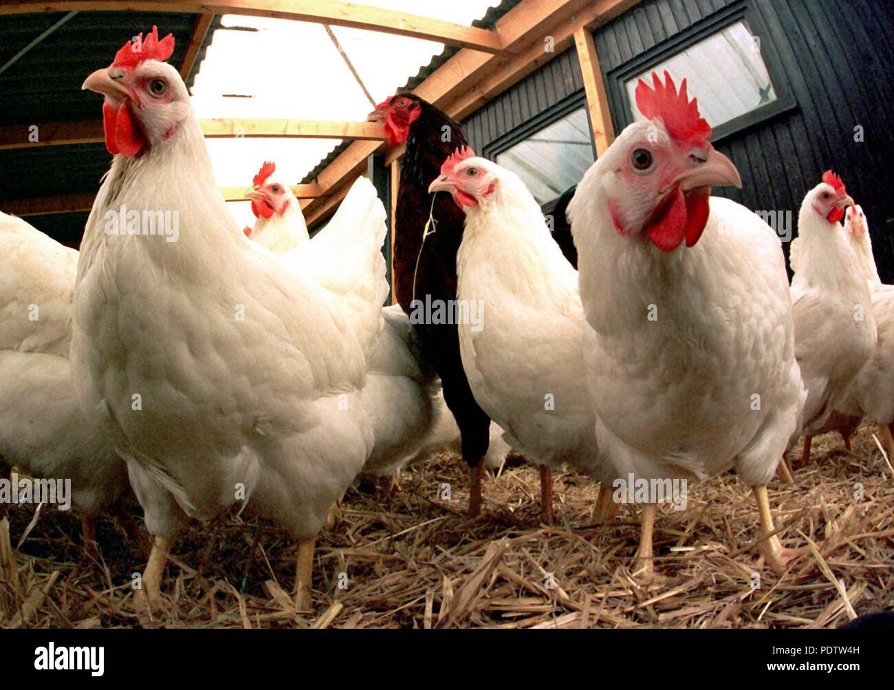 Laying hens in a barn on 30 March 1999. | usage worldwide Stock Photo ...