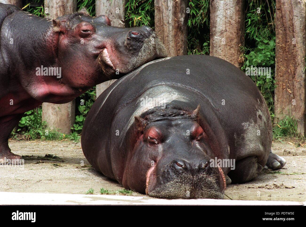 Two hippos at Hellabrunn Zoo in Munich, Germany, on 8 June 1995 ...