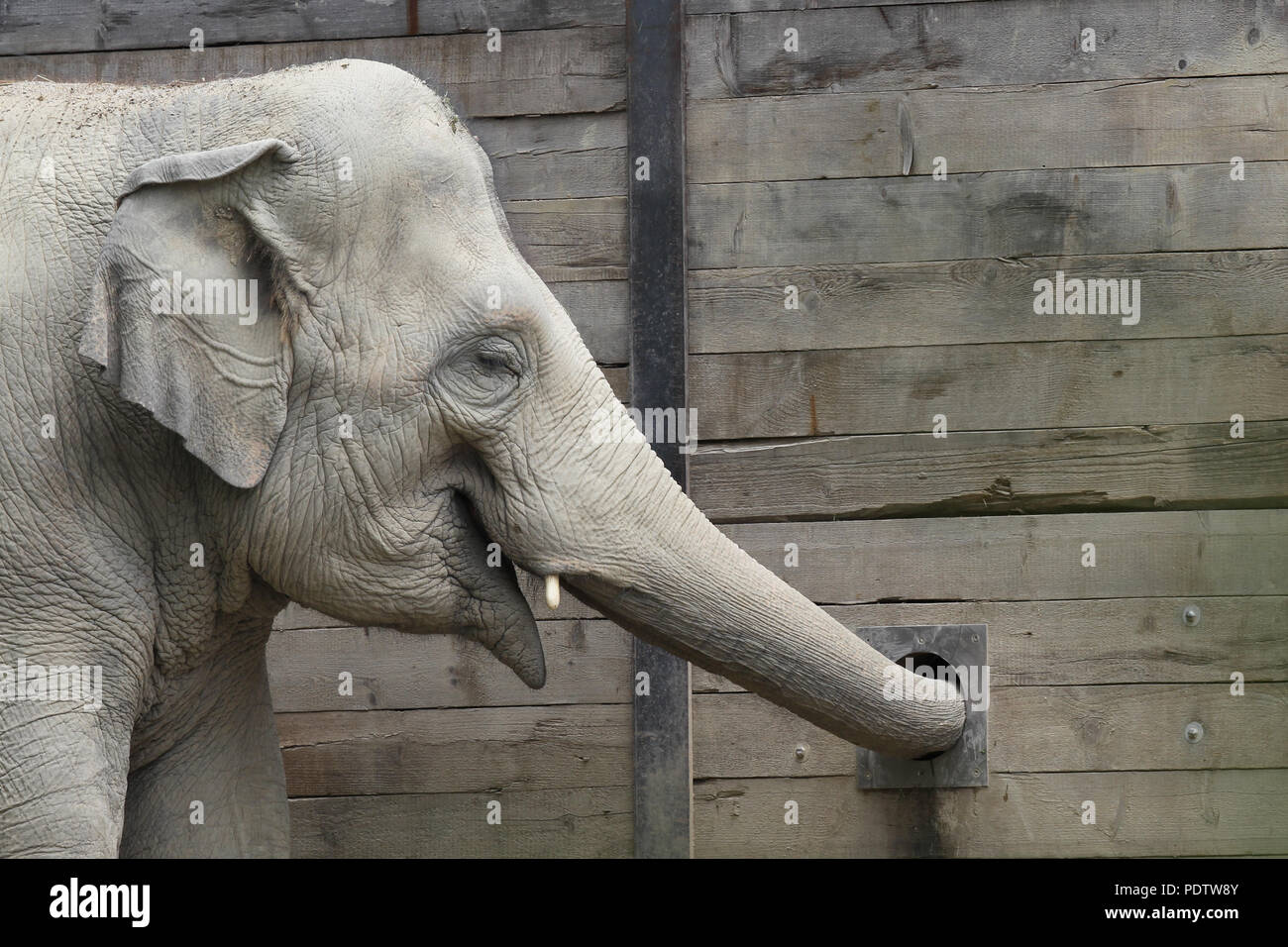 An elephant puts its trunk into a hole at Tierpark Hellabrunn zoo in ...