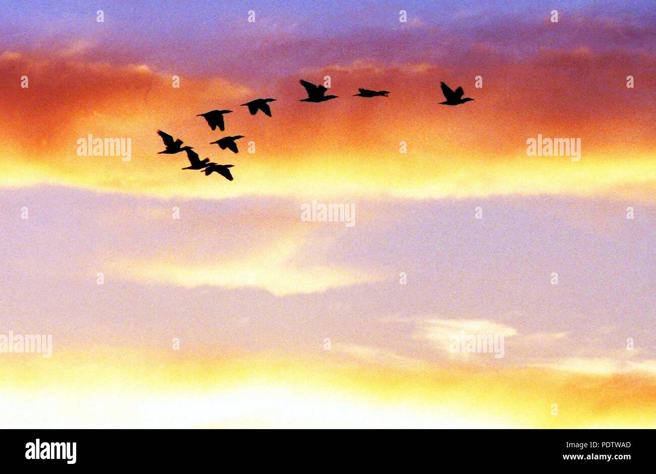 Wild geese flying south in a morning sky over the Ruhr Valley in Essen ...