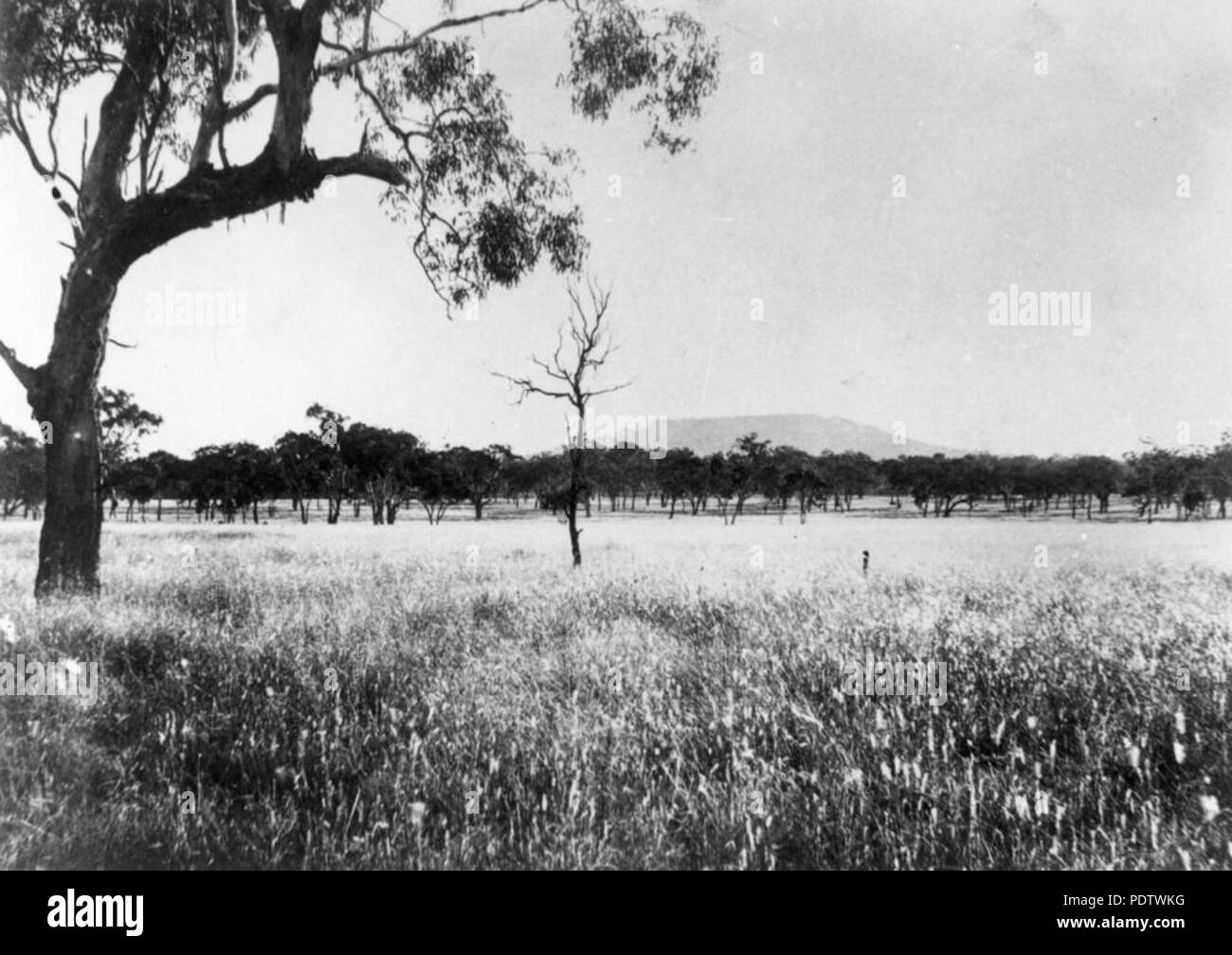 Jimbour station hi-res stock photography and images - Alamy