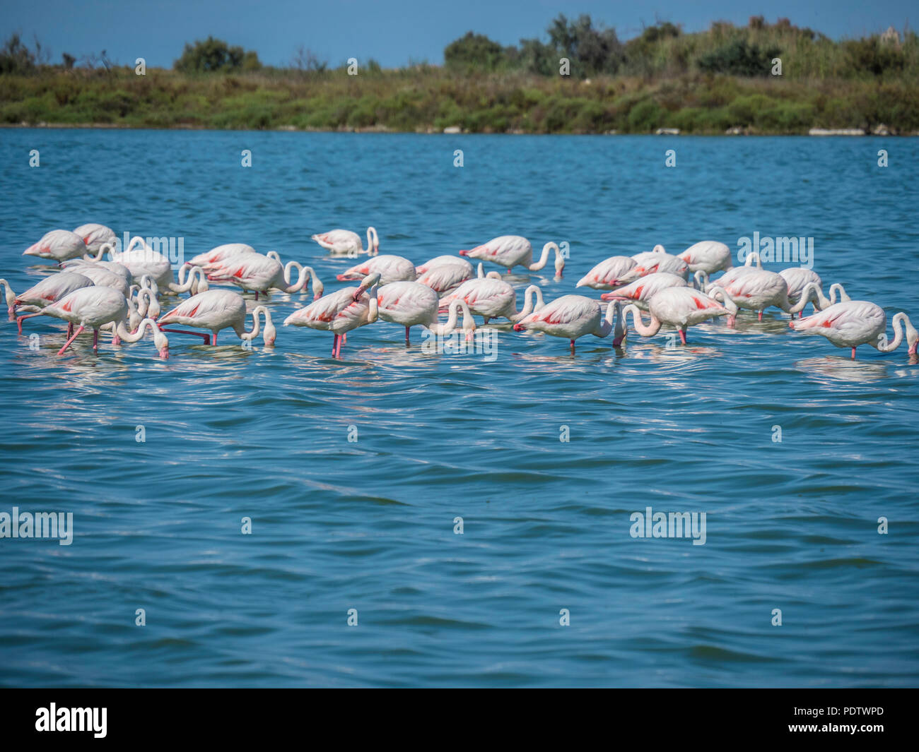 Beautiful white flamingos in park hi-res stock photography and images ...