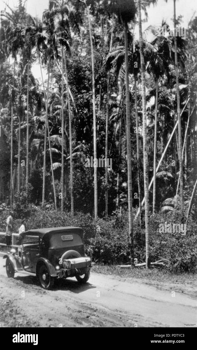 Australian palms Black and White Stock Photos & Images - Alamy