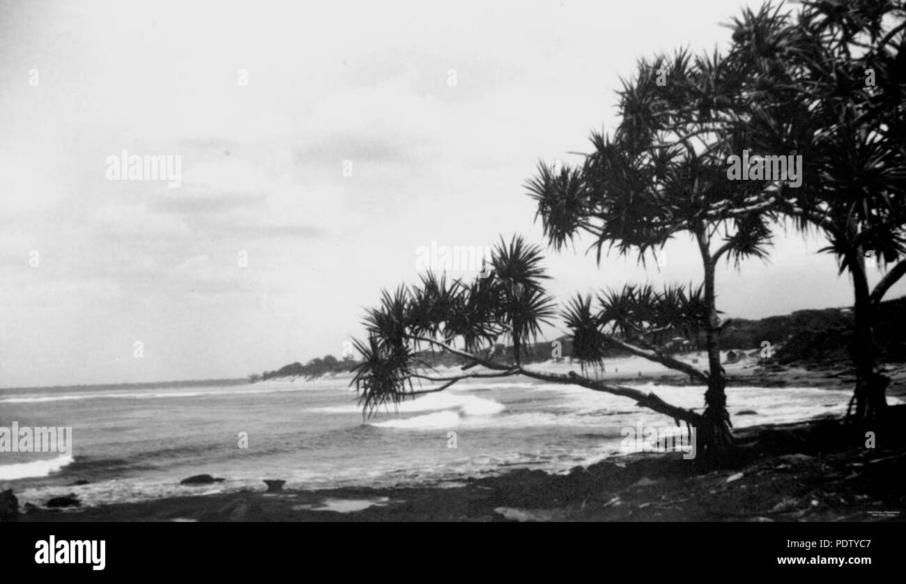 Pandanus palms Black and White Stock Photos & Images - Alamy