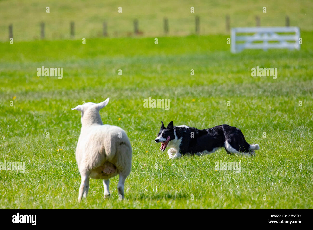 Welsh sheepdog hi-res stock photography and images - Alamy