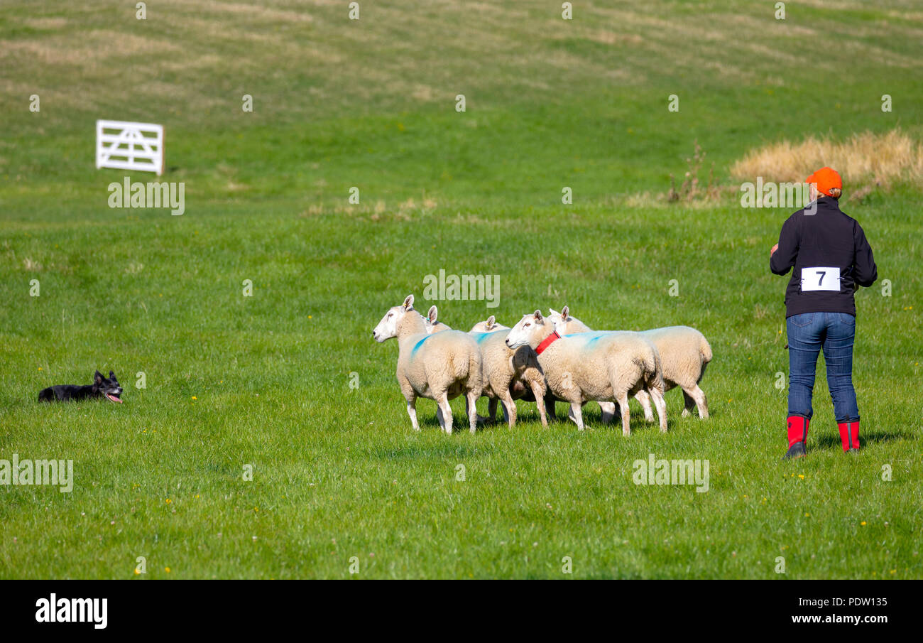 A female shepherdess walking with her shepherds crook duing the ...
