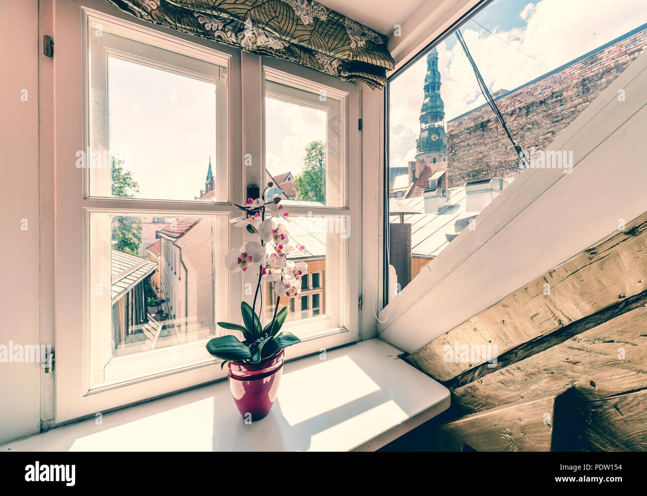 White orchids in pot on sunny window sill Stock Photo - Alamy