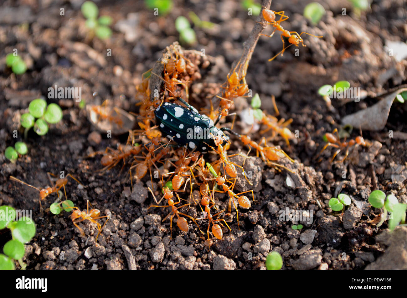 Scary ant hi-res stock photography and images - Alamy