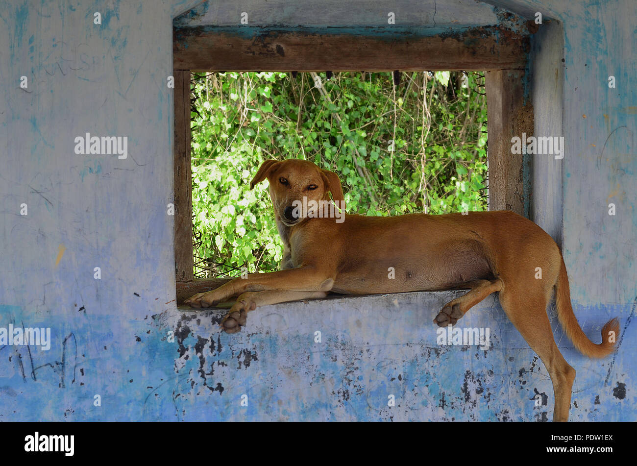 Old dog sitting by an old window waiting for its owner Stock Photo - Alamy