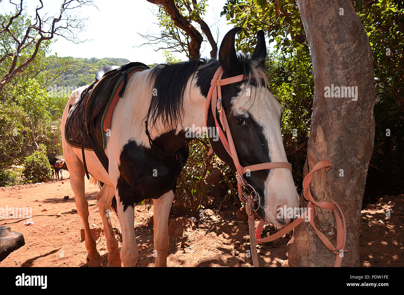 Tired horse hi-res stock photography and images - Alamy