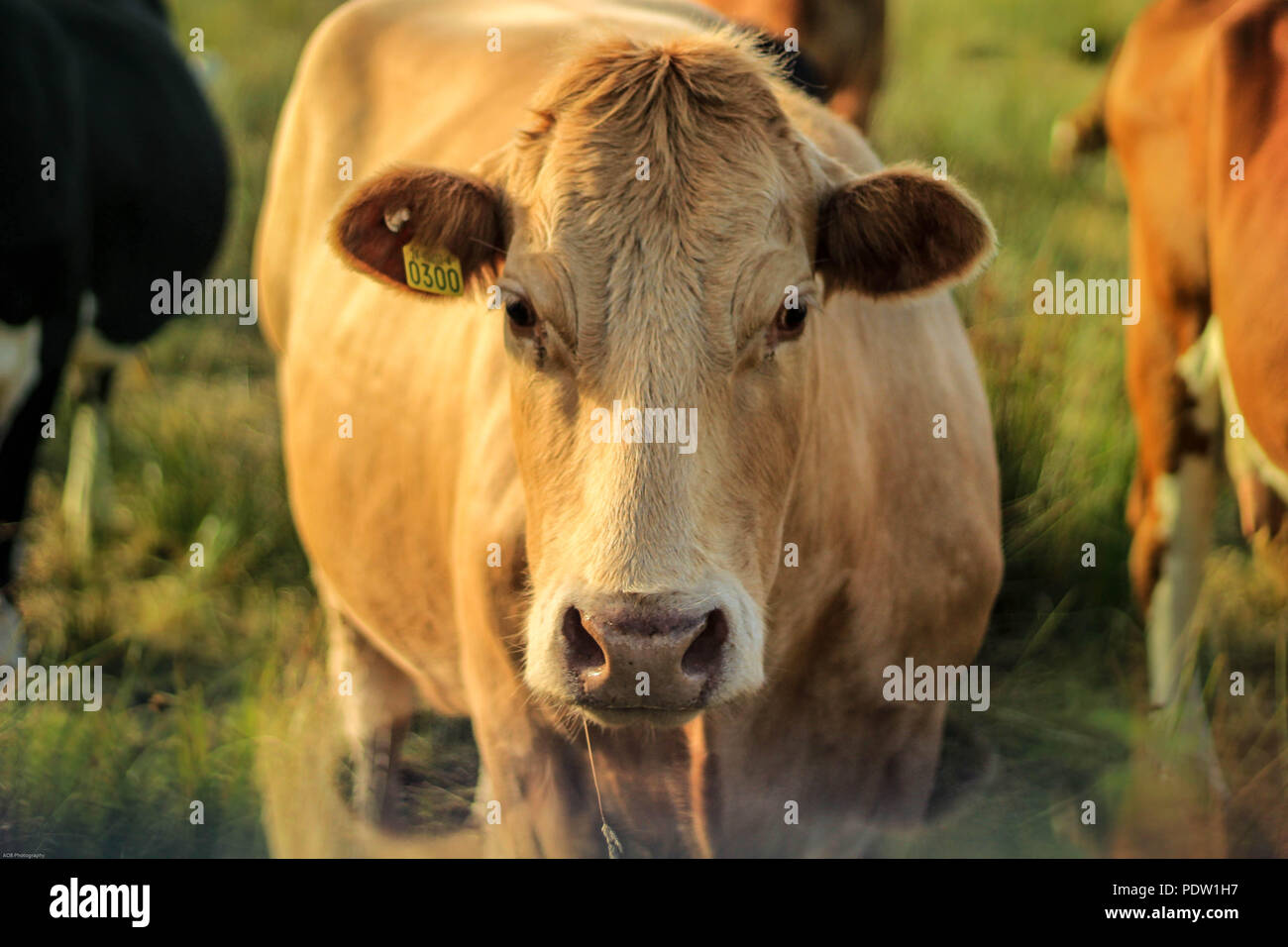 Dairy produce cattle hi-res stock photography and images - Alamy