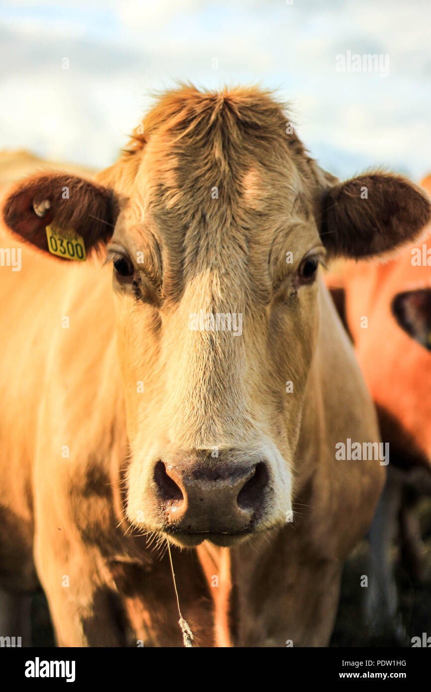 Eyes cow dairy cow cows hi-res stock photography and images - Alamy
