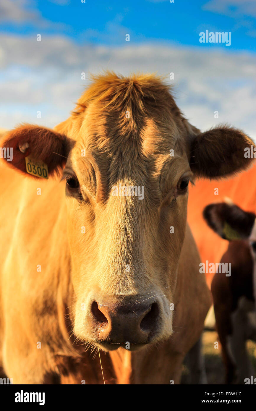 Eyes cow dairy cow cows hi-res stock photography and images - Alamy