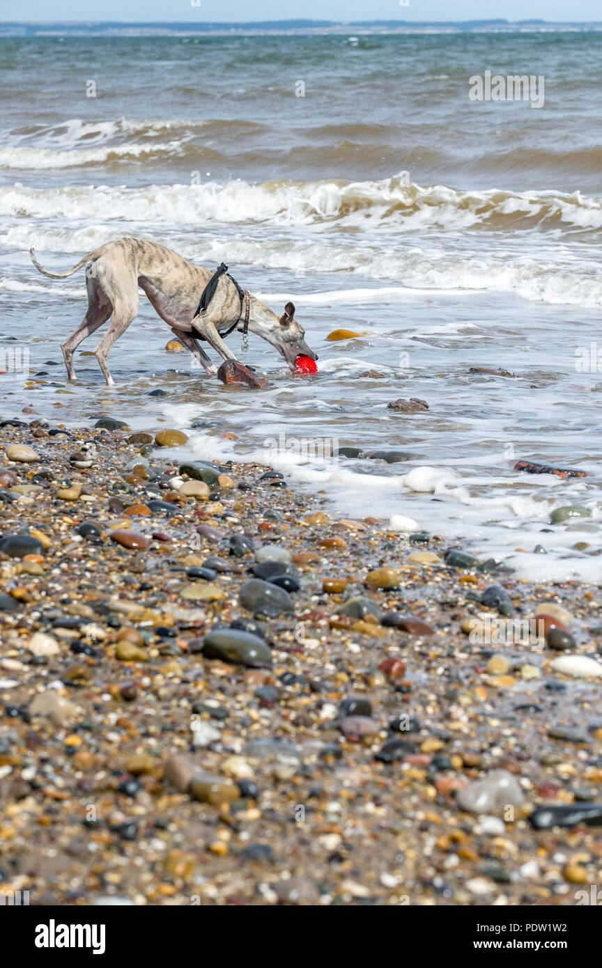 Whippet enjoying a dip in the cool sea at Skipsea, Yorkshire Stock ...