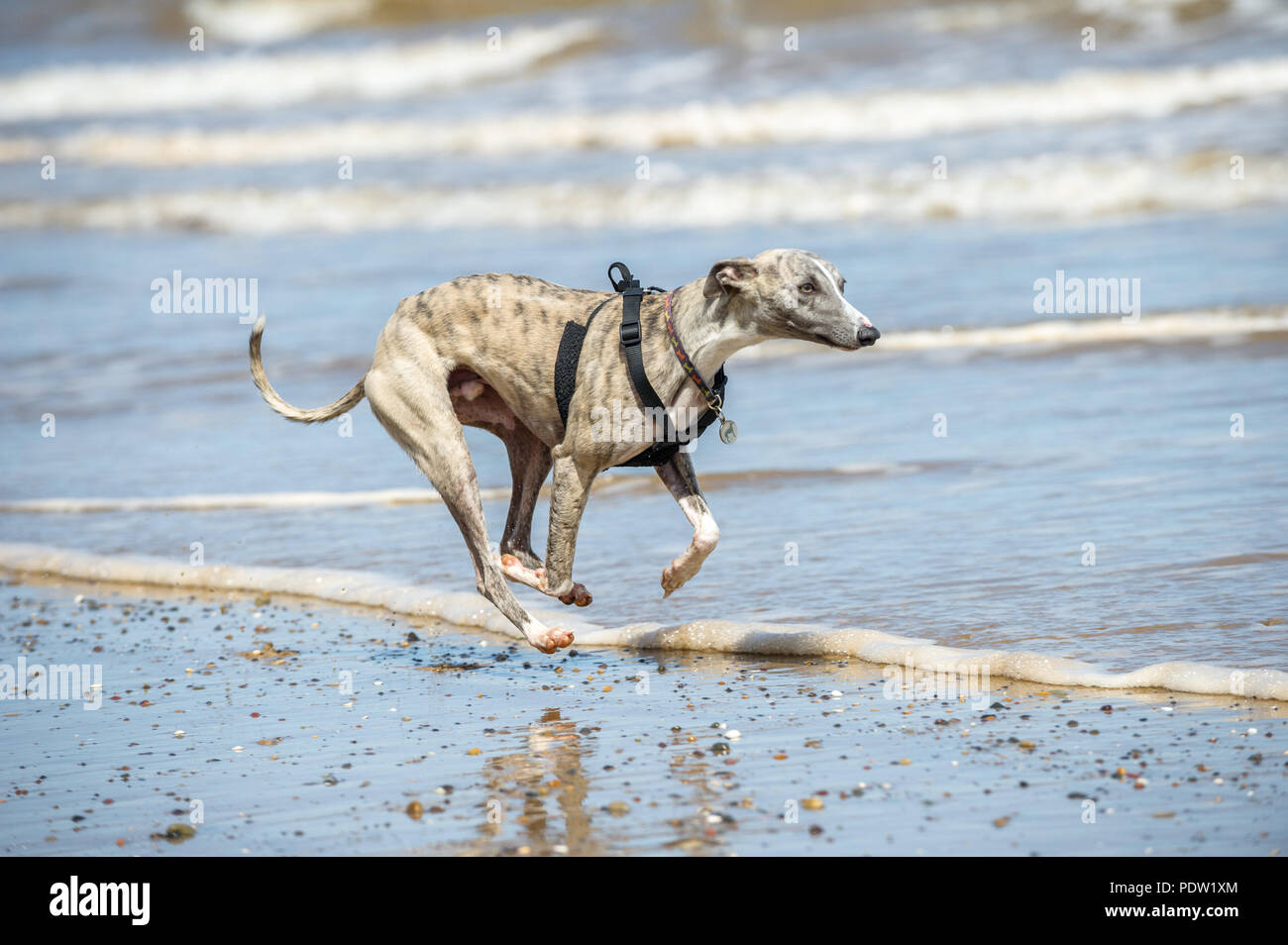 Wet whippet hi-res stock photography and images - Alamy