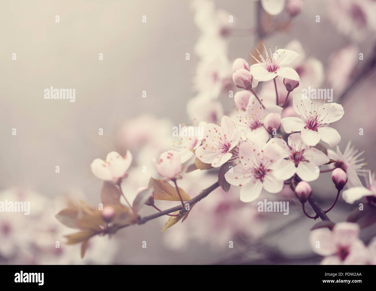 Beautiful spring blossom. Retro style image Stock Photo - Alamy