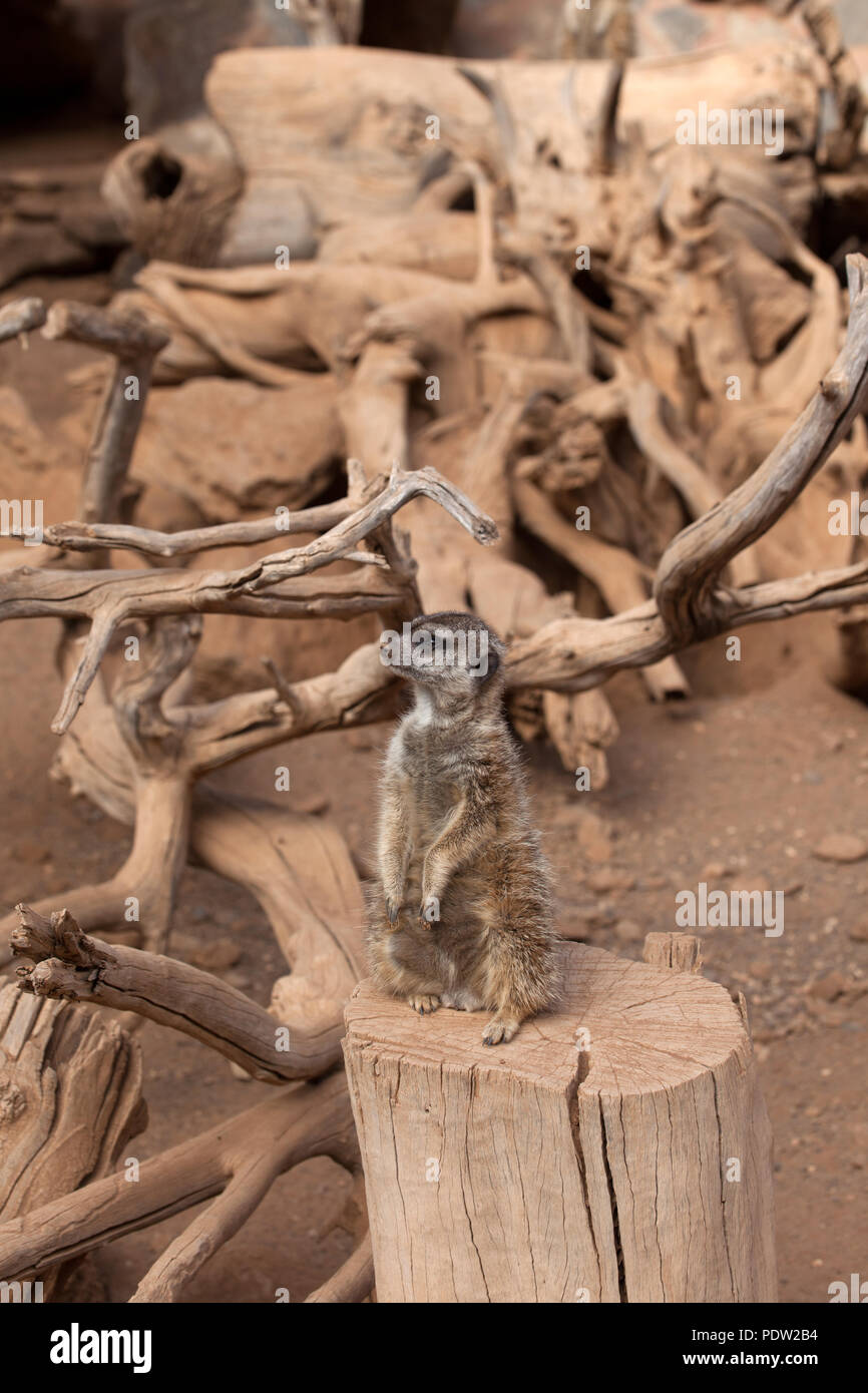 Meerkat suricata suricatta foraging hi-res stock photography and images ...
