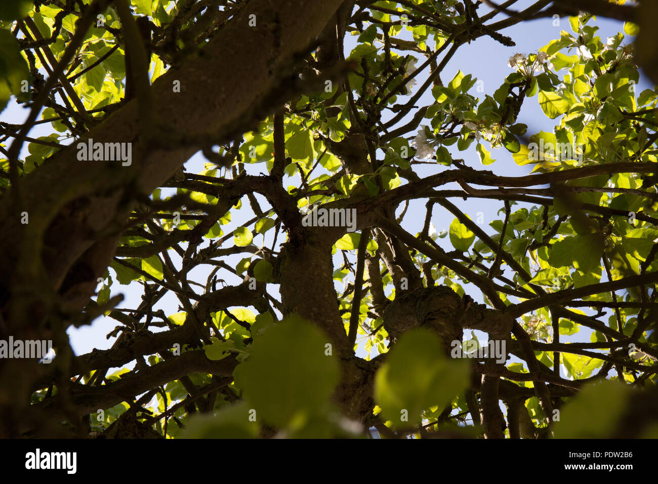 Looking up at sky through leaves hi-res stock photography and images ...