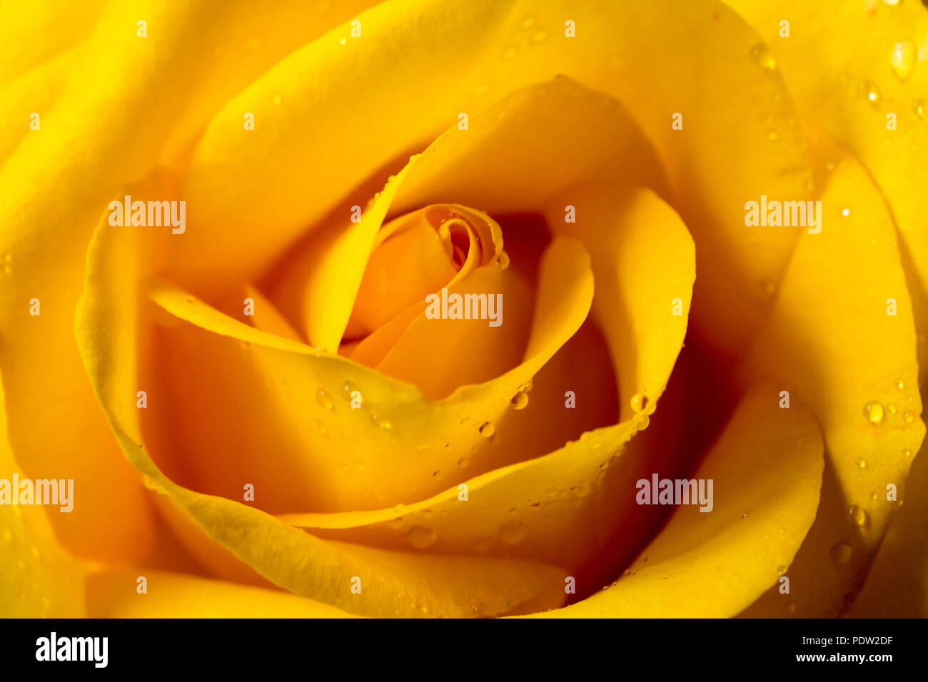 Yellow water rose hi-res stock photography and images - Alamy