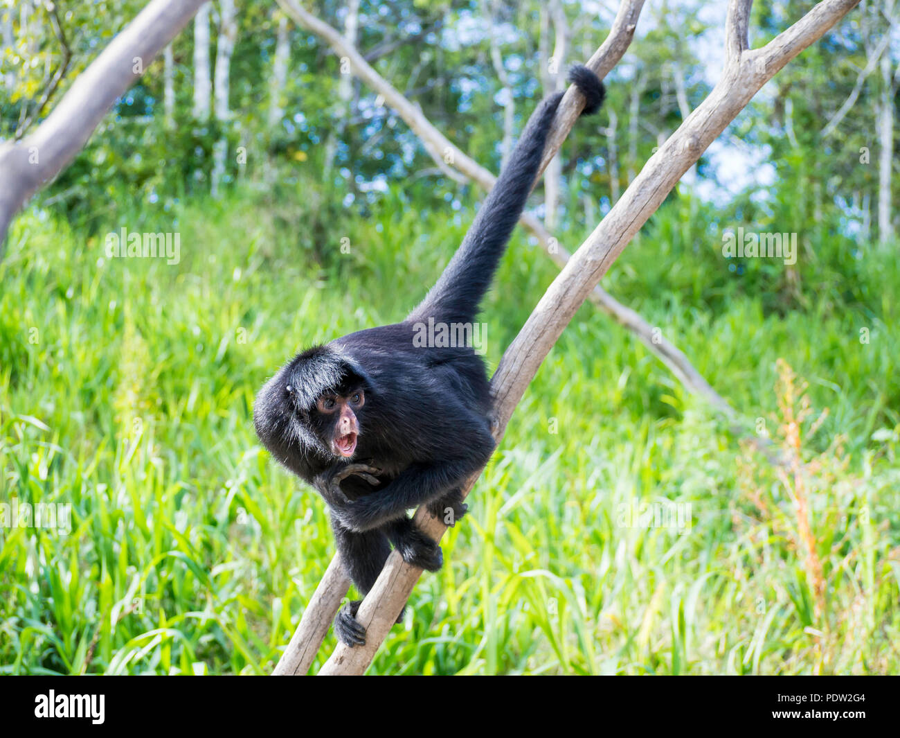 Peru jungle landscape hi-res stock photography and images - Alamy