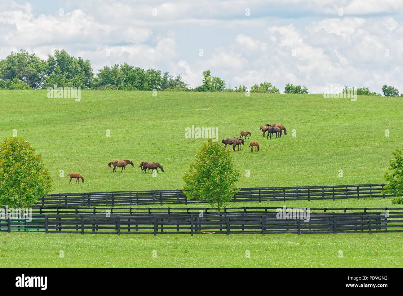Kentucky horse farm hi-res stock photography and images - Alamy