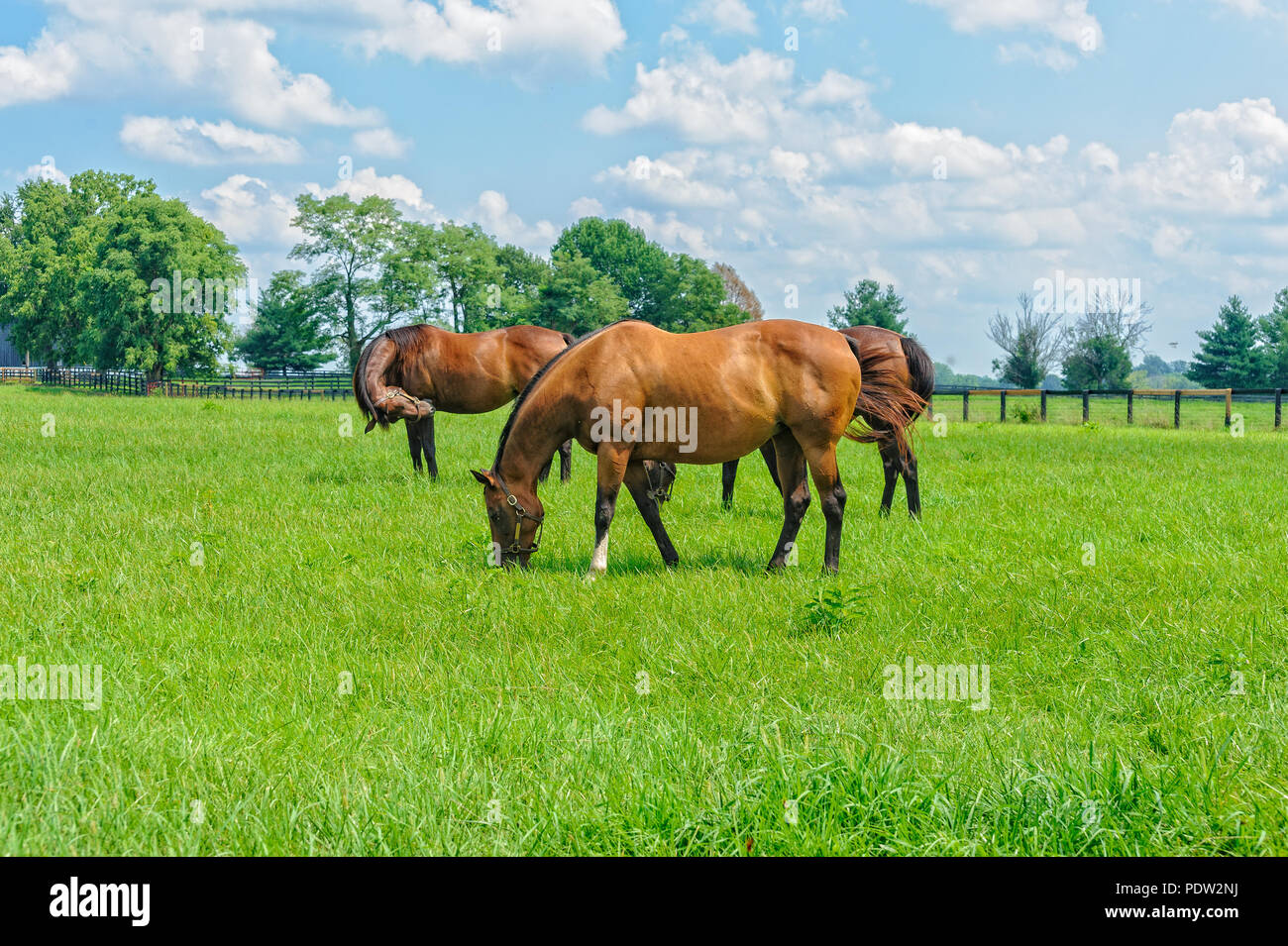 Thoroughbred horses on a horse farm in Kentucky Stock Photo - Alamy