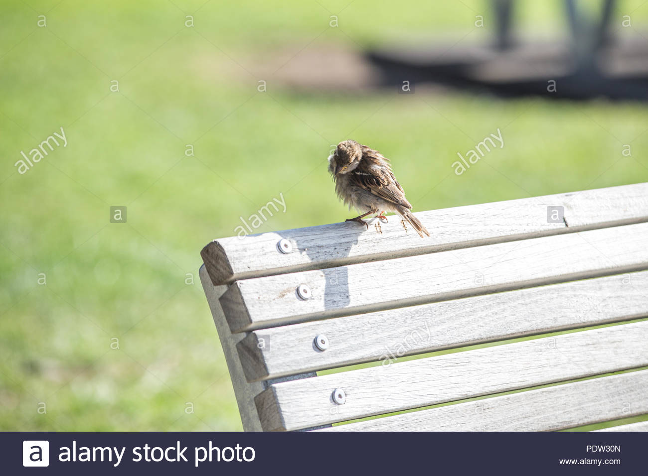 Bird Sitting On Chair Stock Photos & Bird Sitting On Chair Stock Images ...