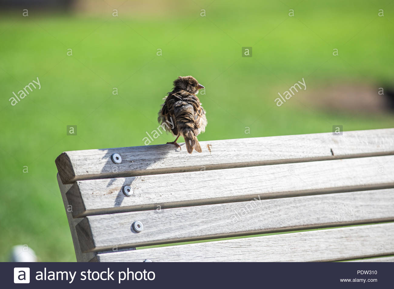 Bird Sitting On Chair Stock Photos & Bird Sitting On Chair Stock Images ...