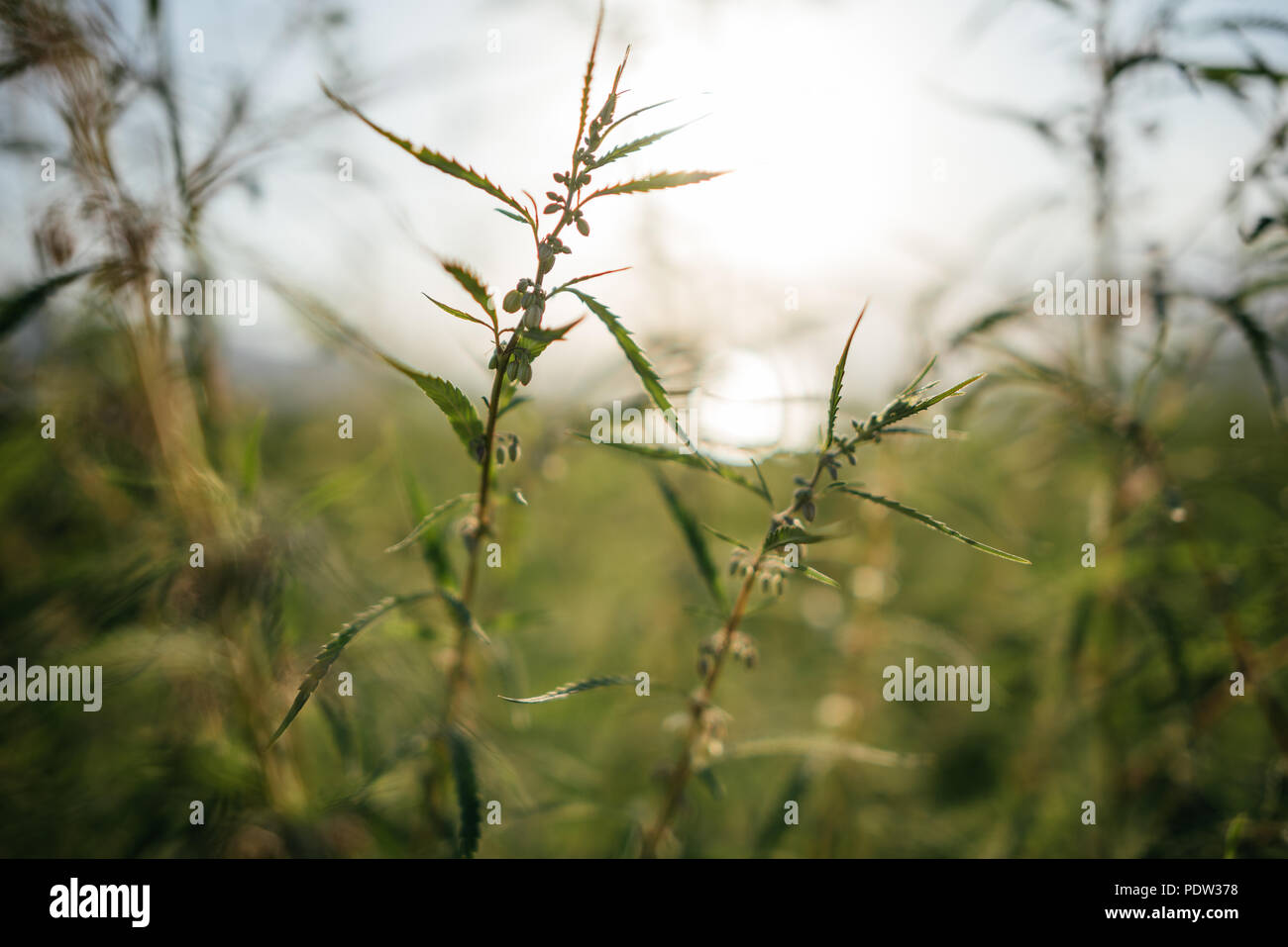 Wild growing Cannabis fields can be find in Kyrgyzstan Stock Photo - Alamy